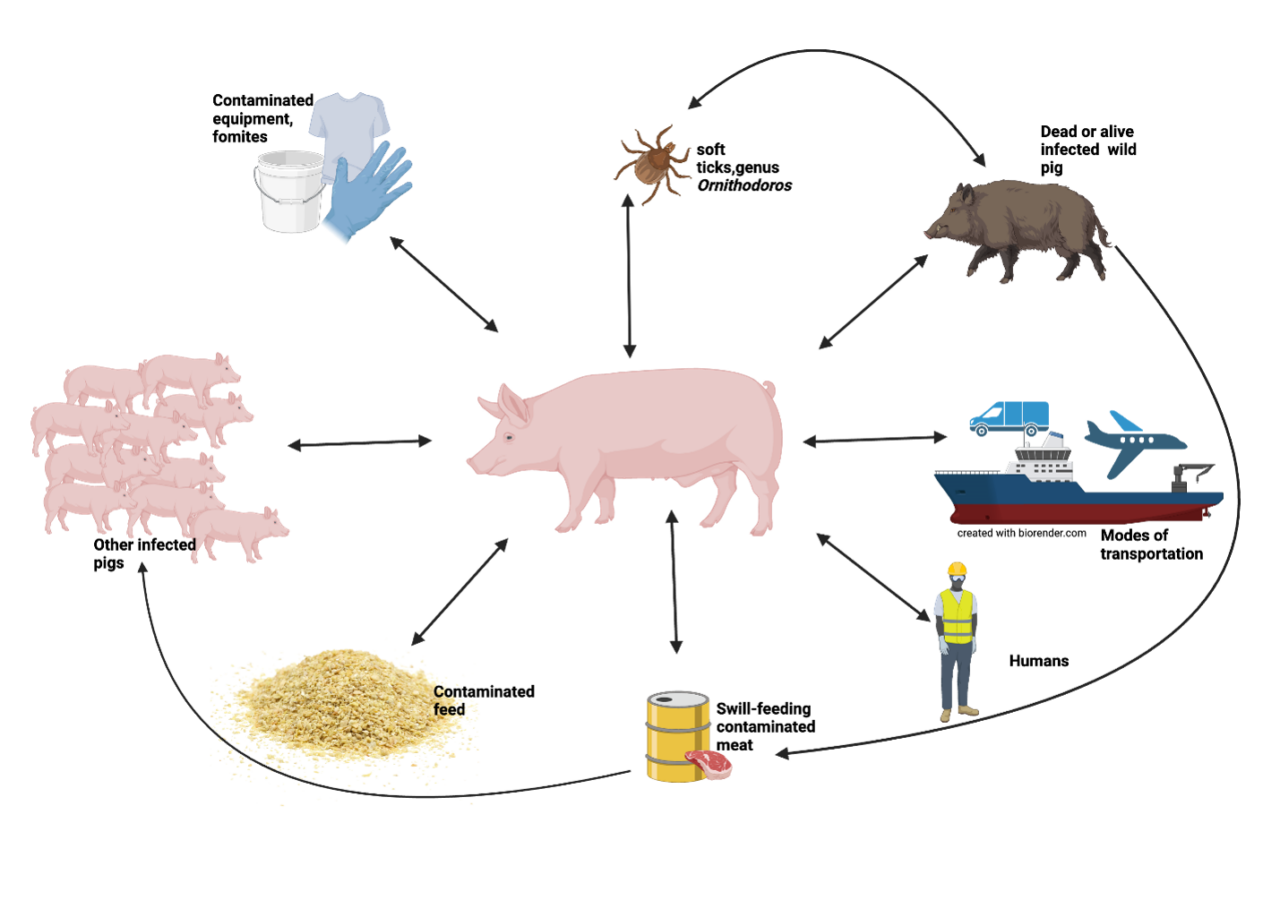 Is feed our greatest opportunity for defense against African Swine ...